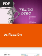 Osificacion | PDF | Hueso | Tejido (biología)