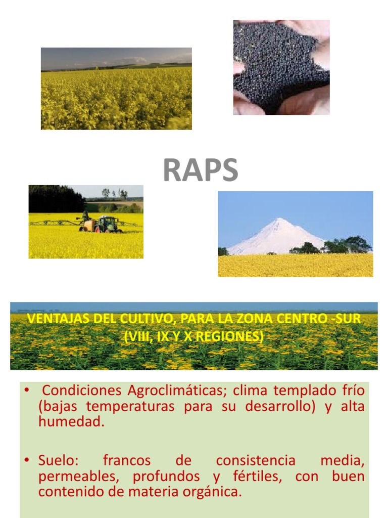 Cultivo RAPS | PDF | Siembra | Suelo