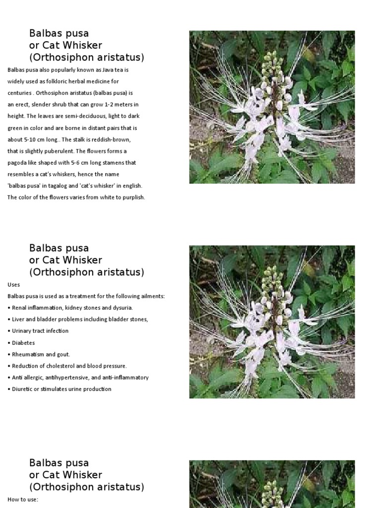 Balbas Pusa: Uses and Preparation Guide | PDF