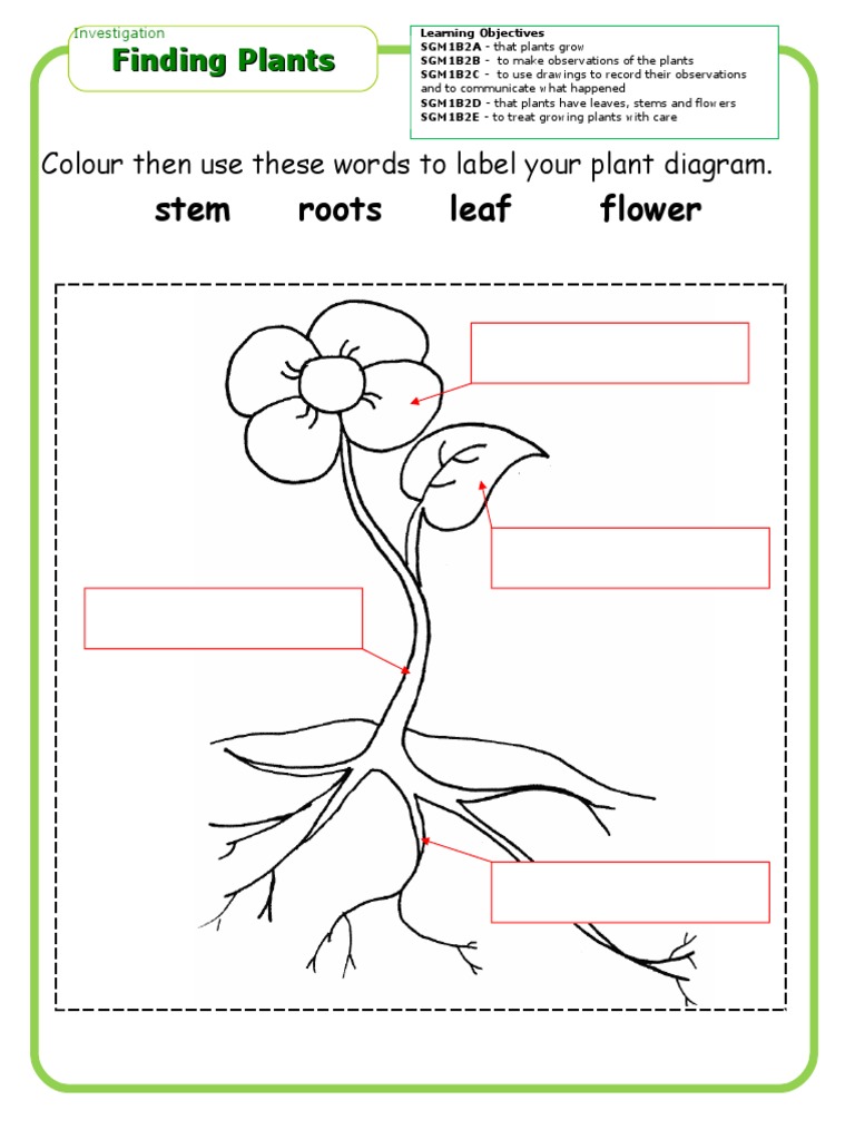 Stem Roots Leaf Flower: Finding Plants | PDF