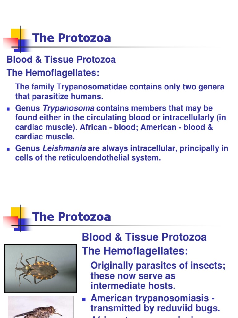 Blood & Tissue Protozoa The Hemoflagellates | Download Free PDF ...