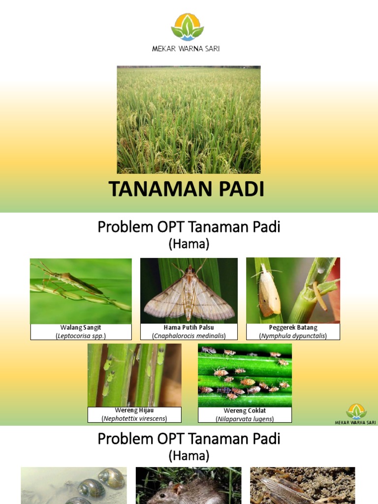 Padi | PDF