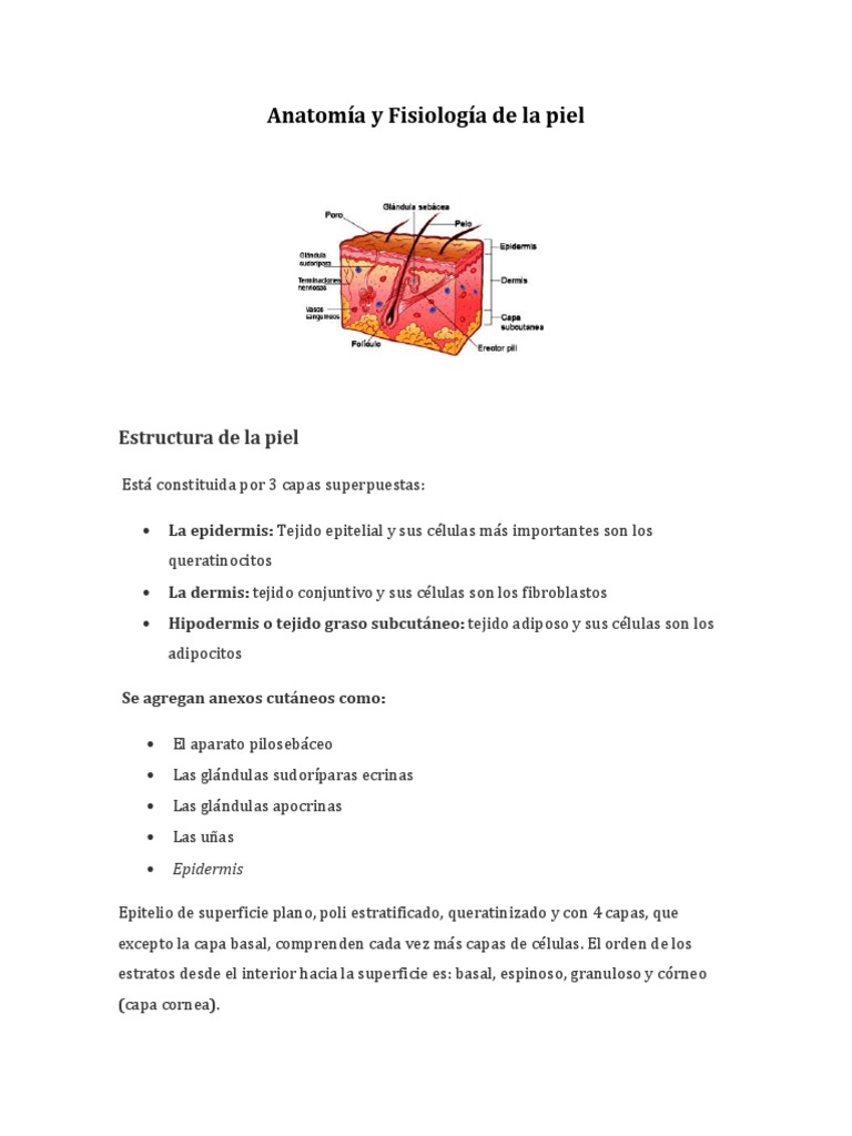 Anatomía y Fisiología de La Piel | PDF | Piel | Epidermis