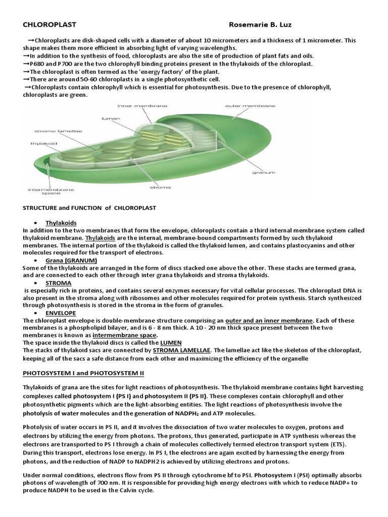 Chloroplast | PDF | Chloroplast | Photosynthesis