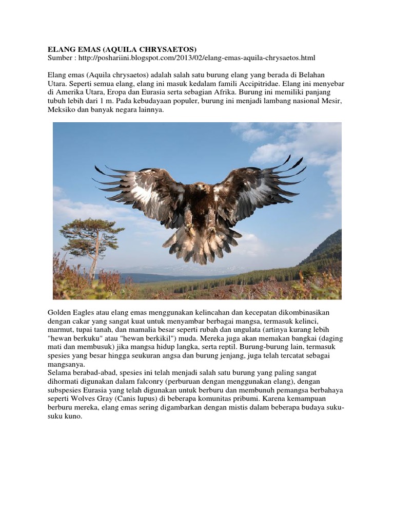 Elang Emas (Aquila Chrysaetos) | PDF