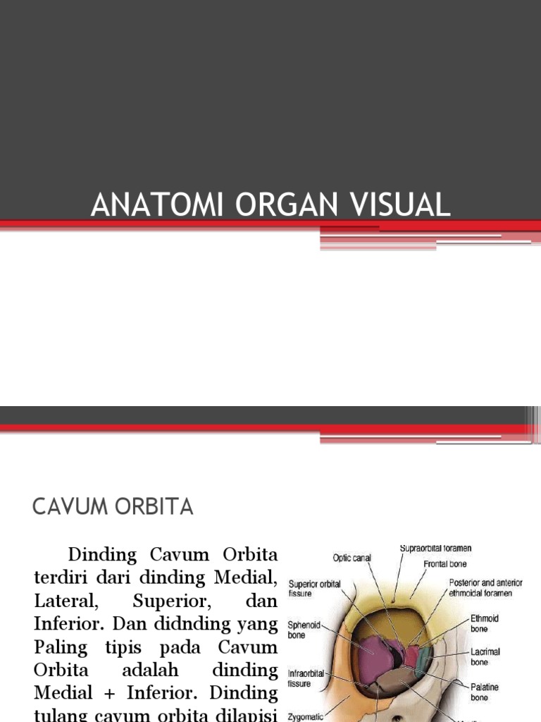 Anatomi Organ Visual | PDF