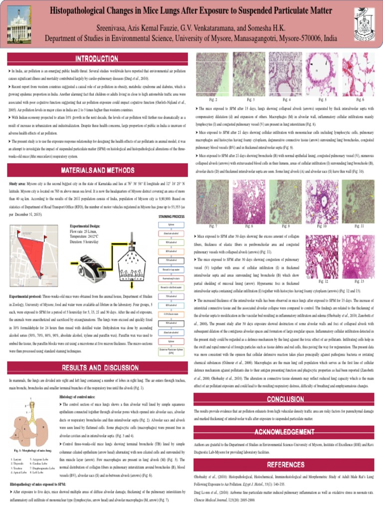 Poster Histopathology | PDF | Lung | Respiratory System