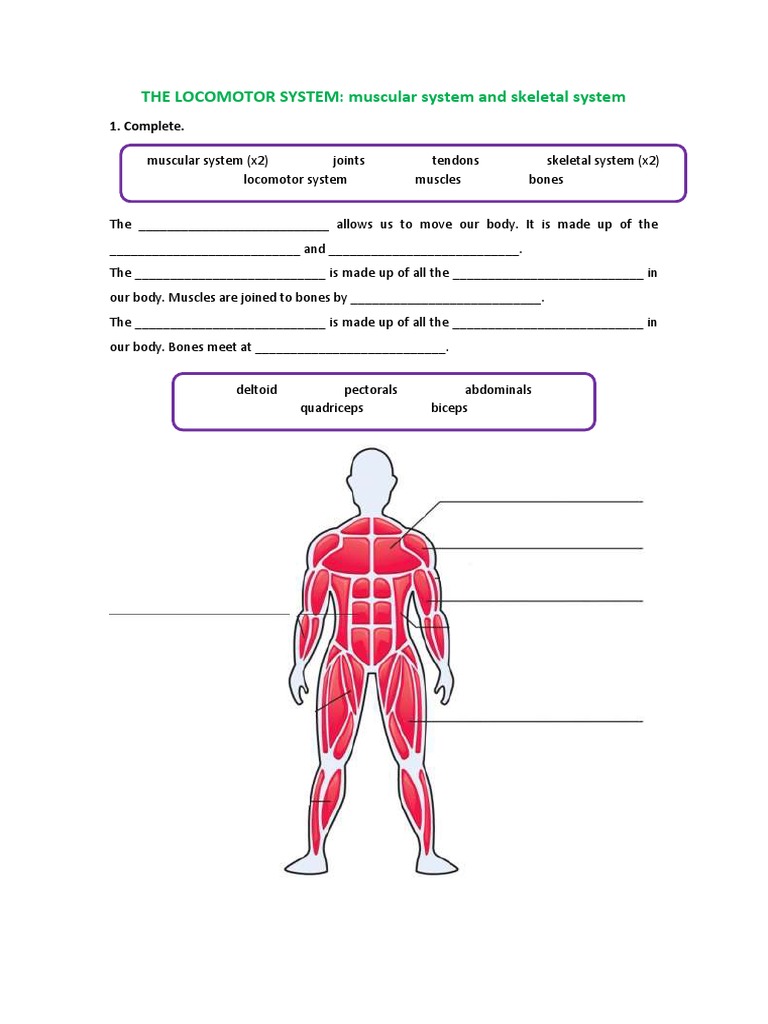 The Locomotor System | PDF | Human Musculoskeletal System | Respiratory ...