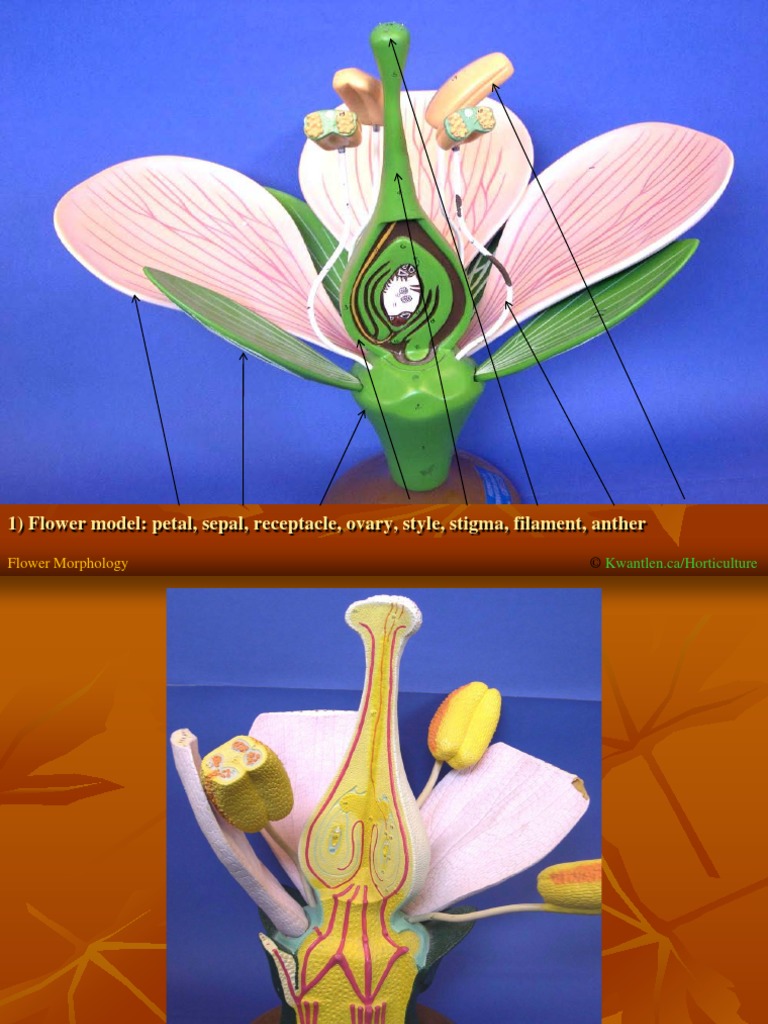1) Flower Model: Petal, Sepal, Receptacle, Ovary, Style, Stigma ...
