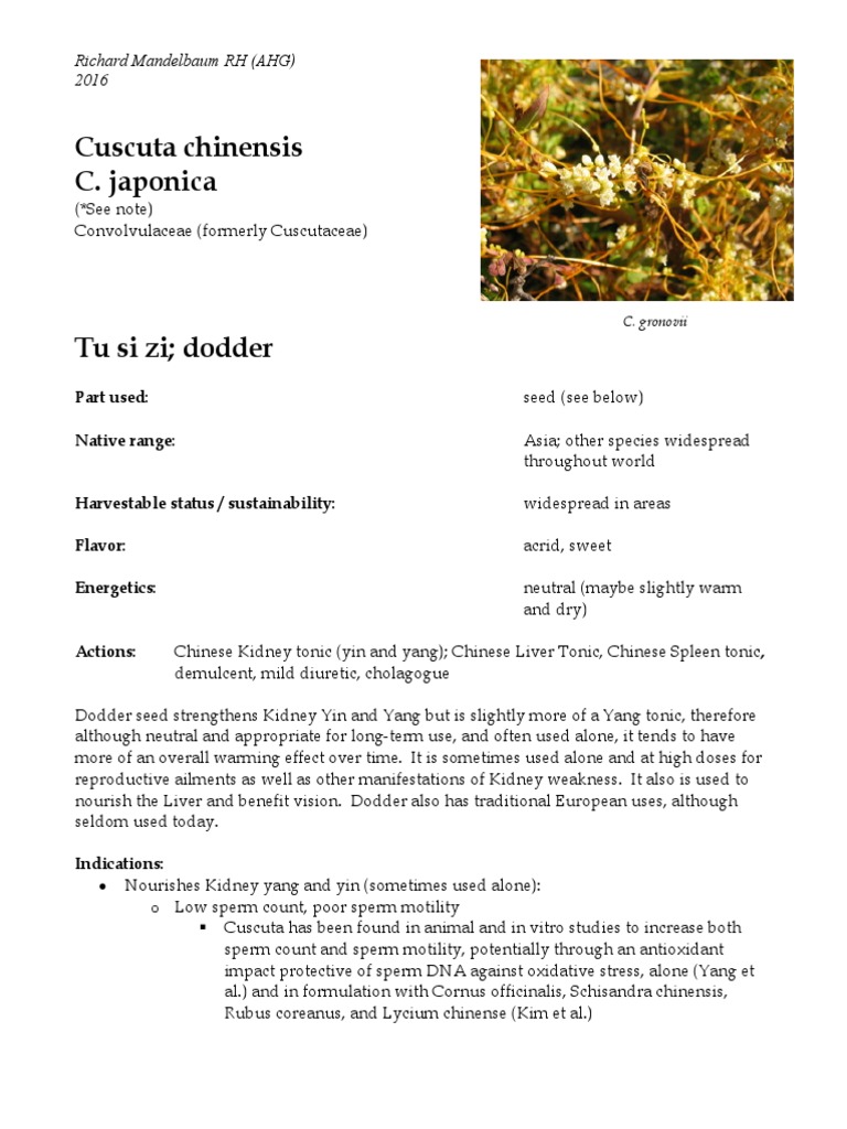 Medicinal Benefits of Dodder Seeds | PDF | Herbalism | Urinary Incontinence