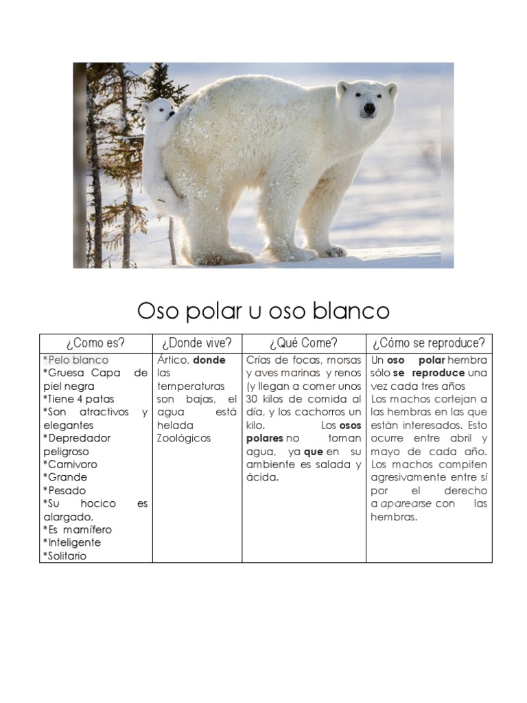 Hoja De Trabajo De Comprensión Del Oso Polar