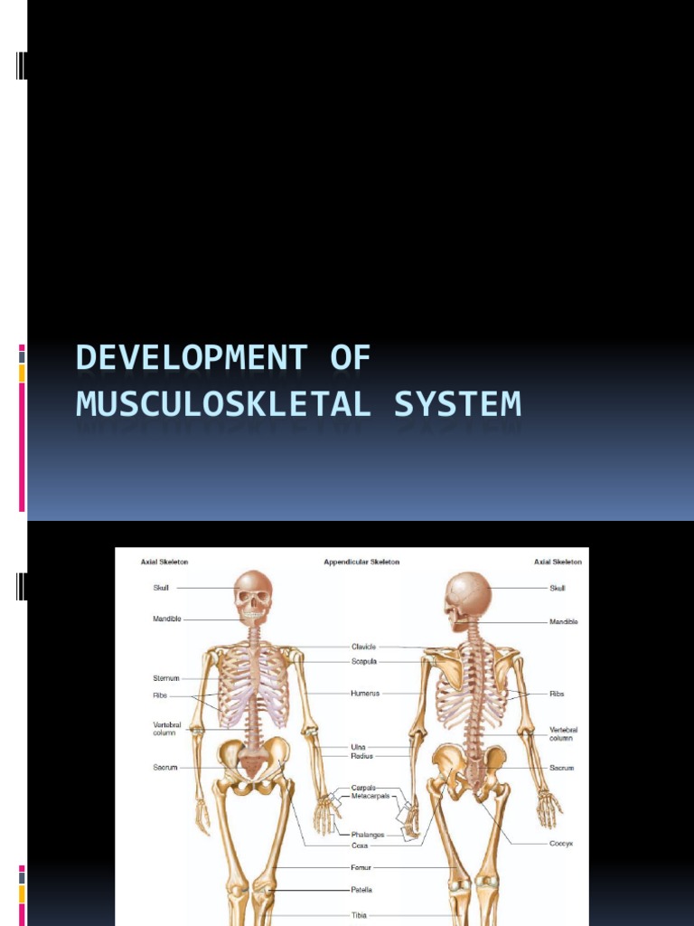 Embryology Muscularskeletal System | PDF | Muscle | Myocyte
