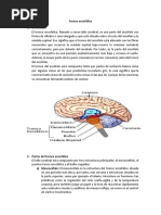 Protuberancia Anular | PDF | Anatomía | Neuroanatomía