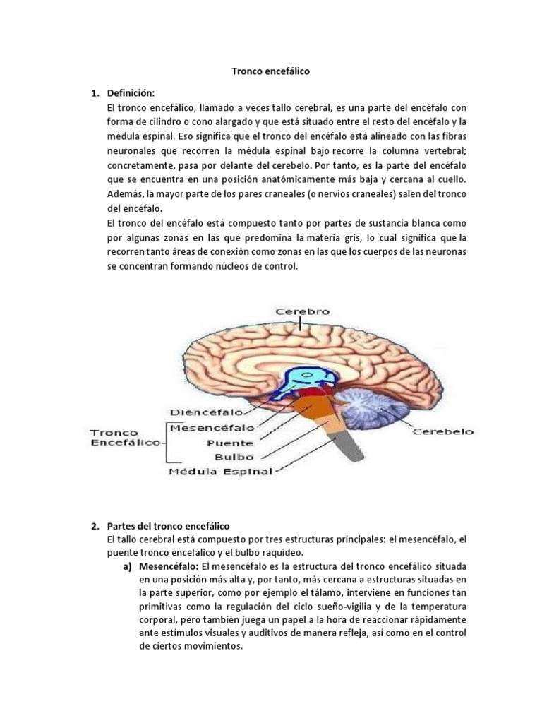 SOLUTION: Anatomia Do Tronco Encefálico Studypool, 44% OFF