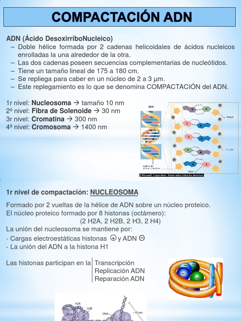 Compactación Adn | PDF | Cromosoma | Histona