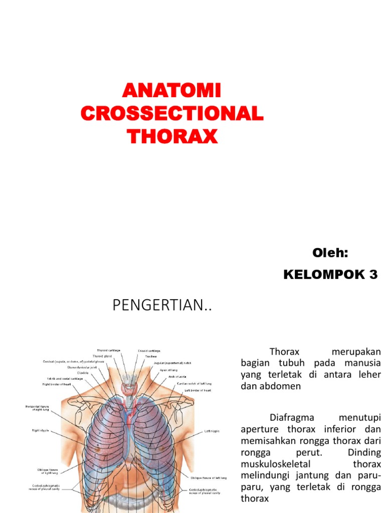 Anatomi Dinding Thorax Manusia | PDF