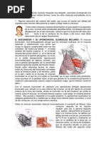 1 Region Superciliar | PDF | Cráneo | Anatomía humana