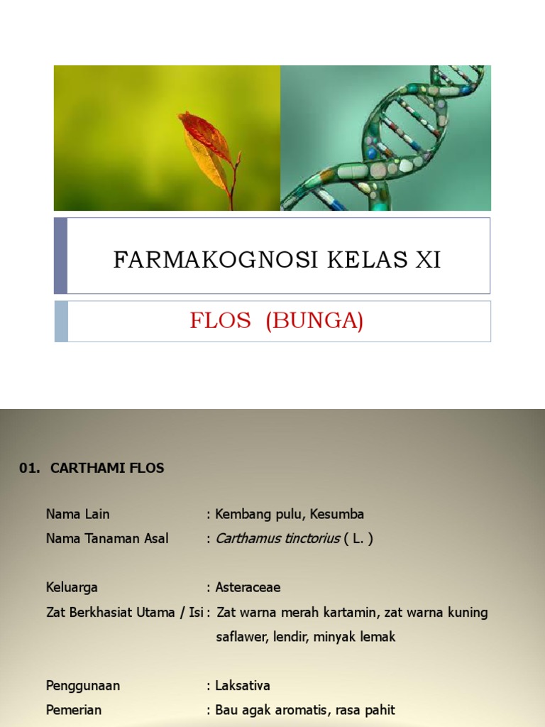 Ini Dia! Gambar Tanaman Asal Carthami Flos yang Wajib Diketahui ...