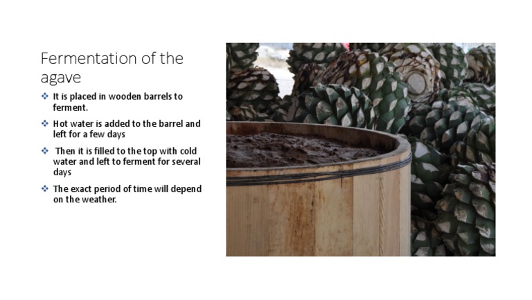Agave Fermentation Process | PDF