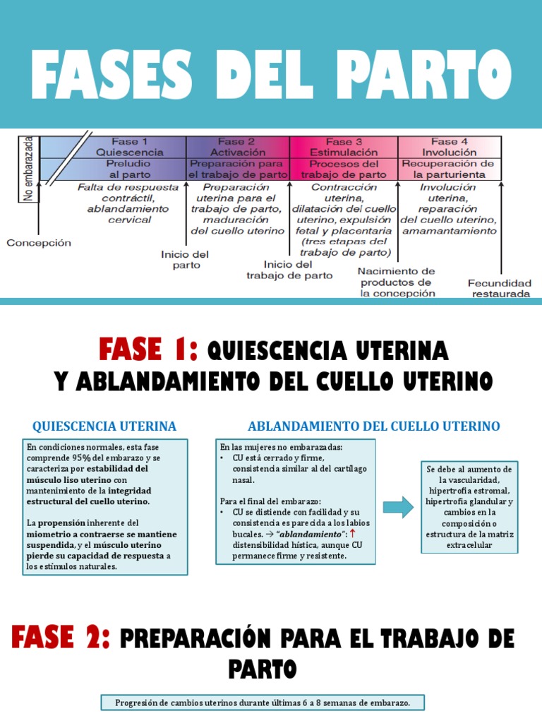 Fases Del Parto | Placenta | Parto