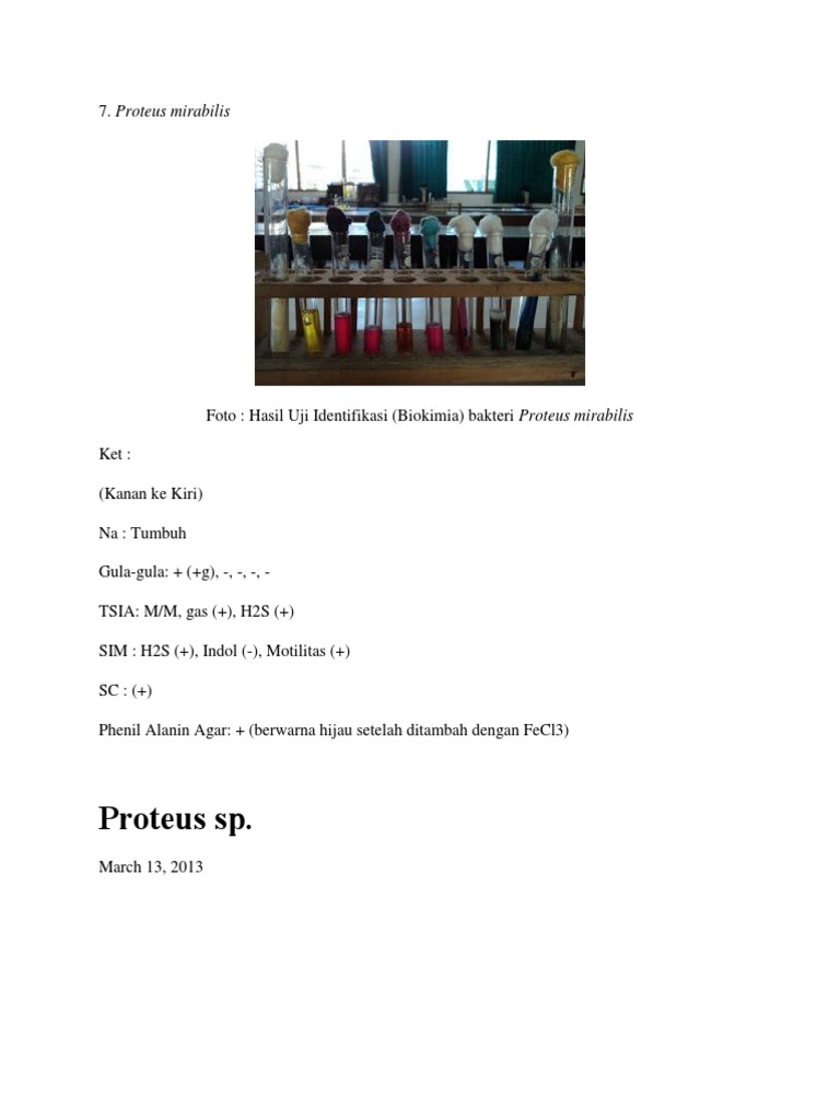 Proteus SP | PDF | Science & Mathematics