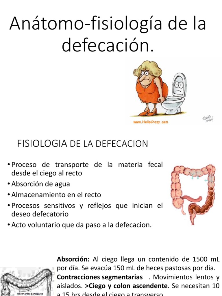 Fisiología de La Defecación | PDF | Recto | Sistema digestivo