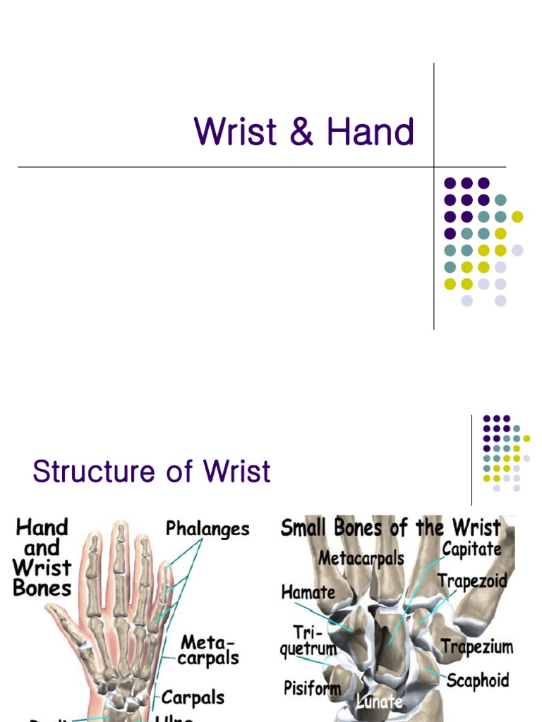 Wrist&Hand | PDF | Hand | Thumb