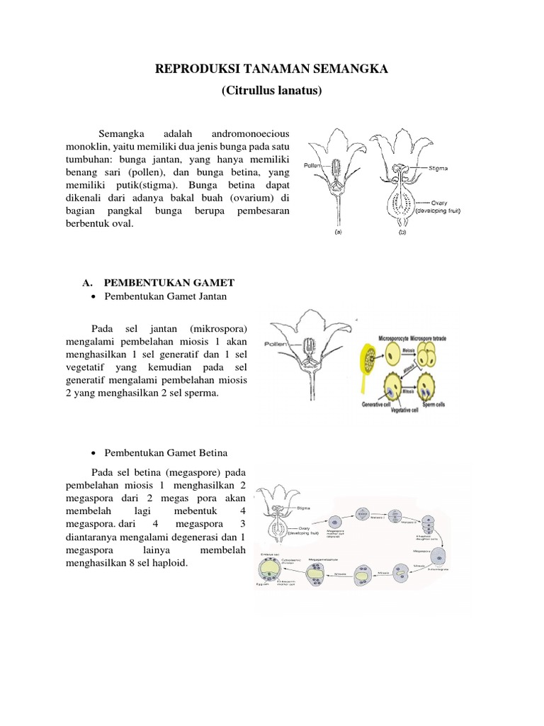 Reproduksi Tanaman Semangka | PDF
