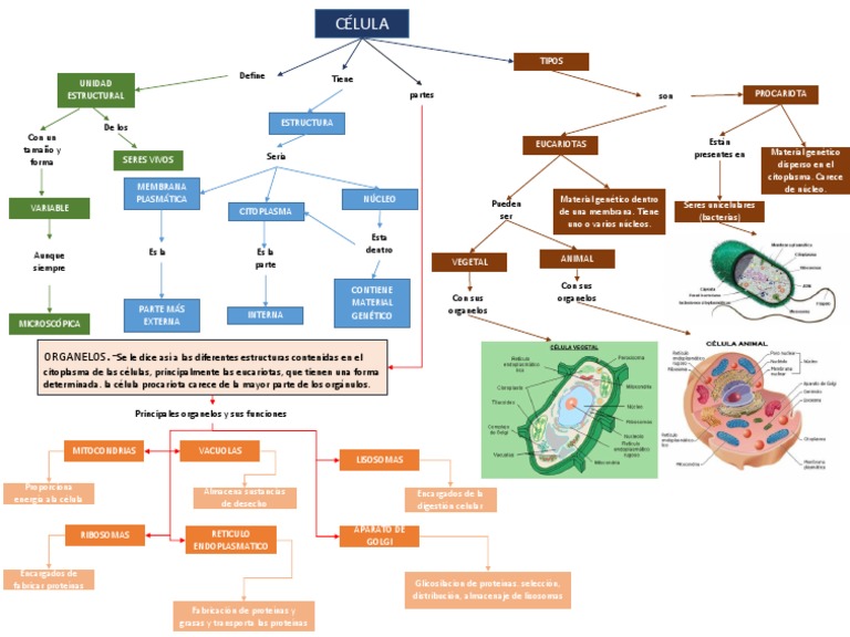 Mapa Conceptual Celula | Citoplasma | Microscopía