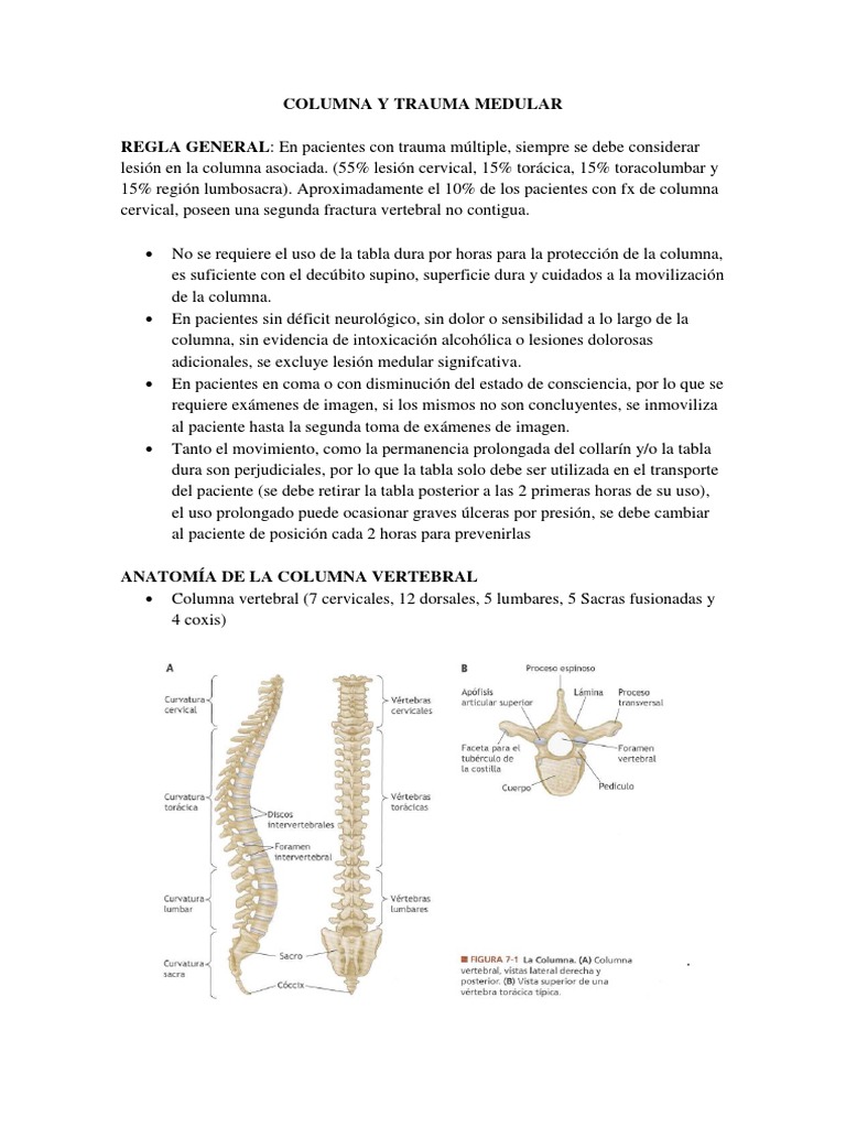Columna y Trauma Medular | PDF | Médula espinal | Lesión de la médula ...