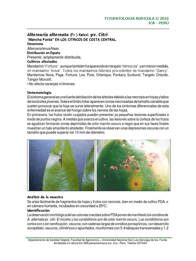 Alternaria alternata en cítricos: control y síntomas | PDF | Niebla | Hoja