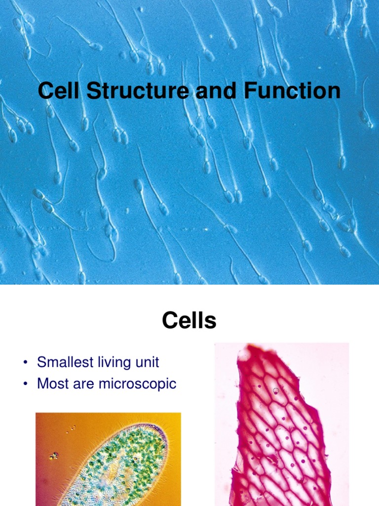 Cell Parts and Function | PDF | Cell (Biology) | Cell Membrane