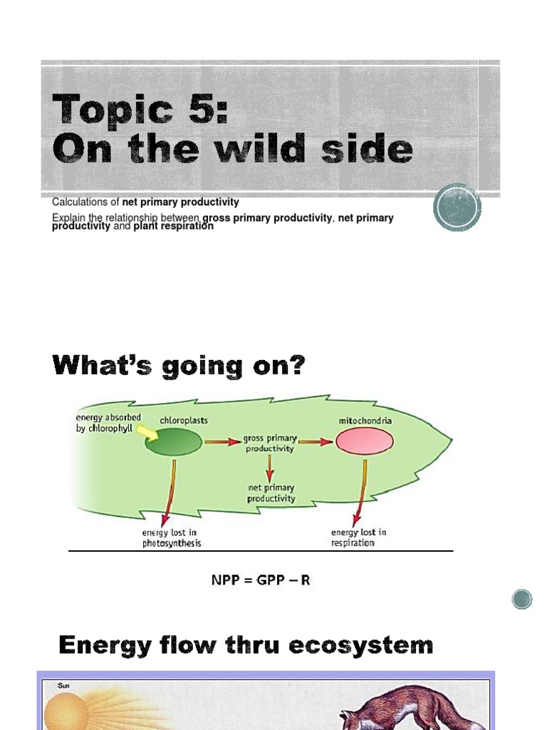 Relationship Between Gross Primary Productivity, Net Primary ...