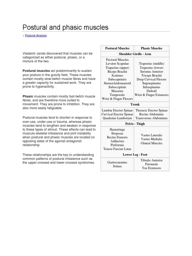 Postural and Phasic Muscles | PDF | Musculoskeletal System | Joints