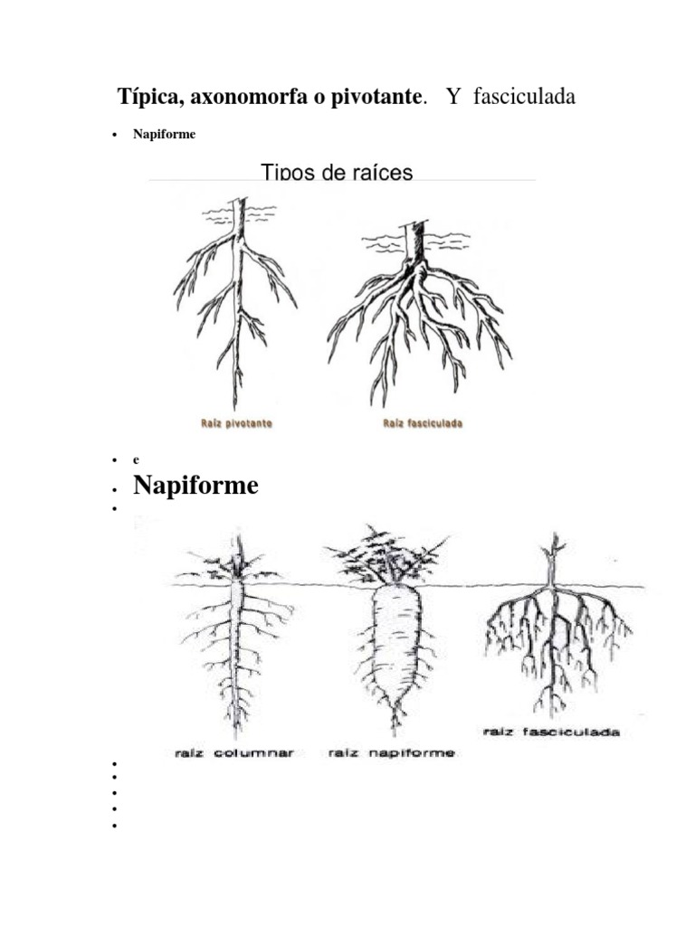 Tipos de Raices | PDF