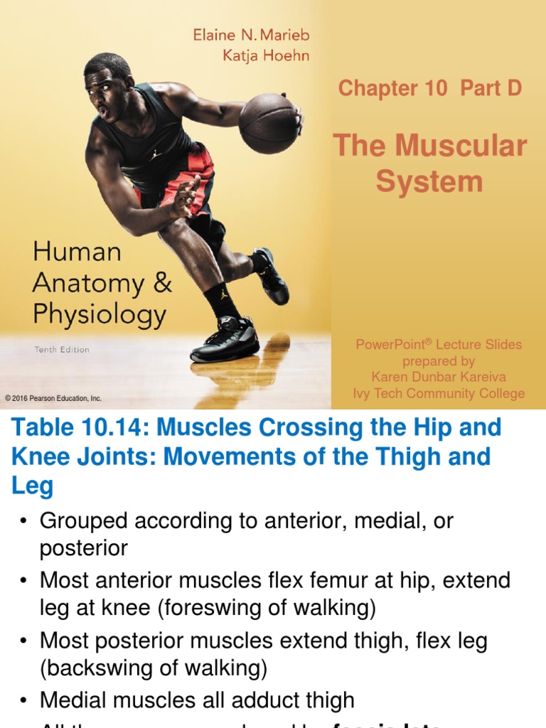 The Muscular System: Chapter 10 Part D | PDF | Foot | Ankle