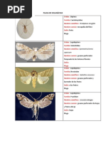 Clasificacion de La Hoja Según El Apice | PDF | Plantas | Organismos