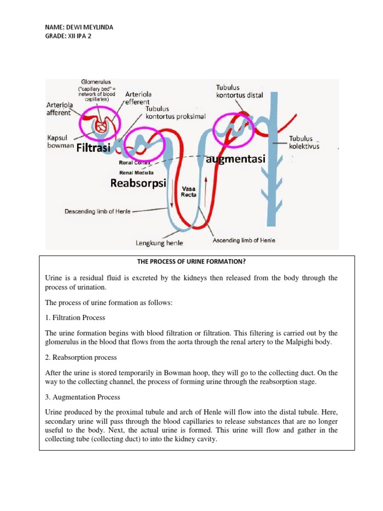 Stages of Urine Formation Explained | PDF | Home & Garden