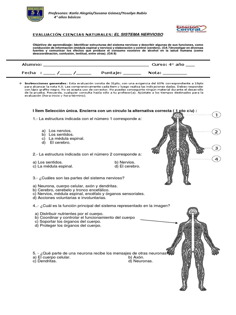 PRUEBA Sistema NERVIOSO | PDF | Cerebro | Sistema nervioso PRUEBA Sistema NERVIOSO | PDF | Cerebro | Sistema nervioso