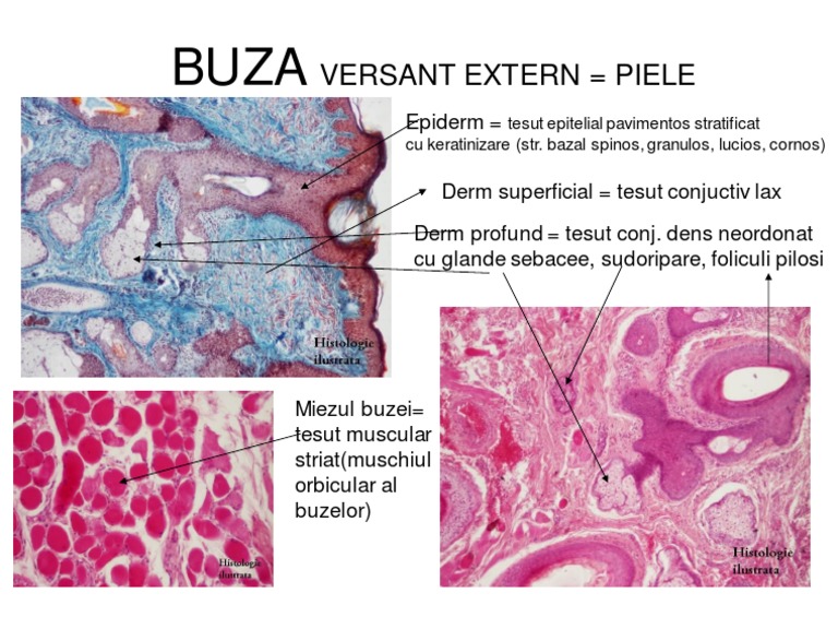 Buza | PDF