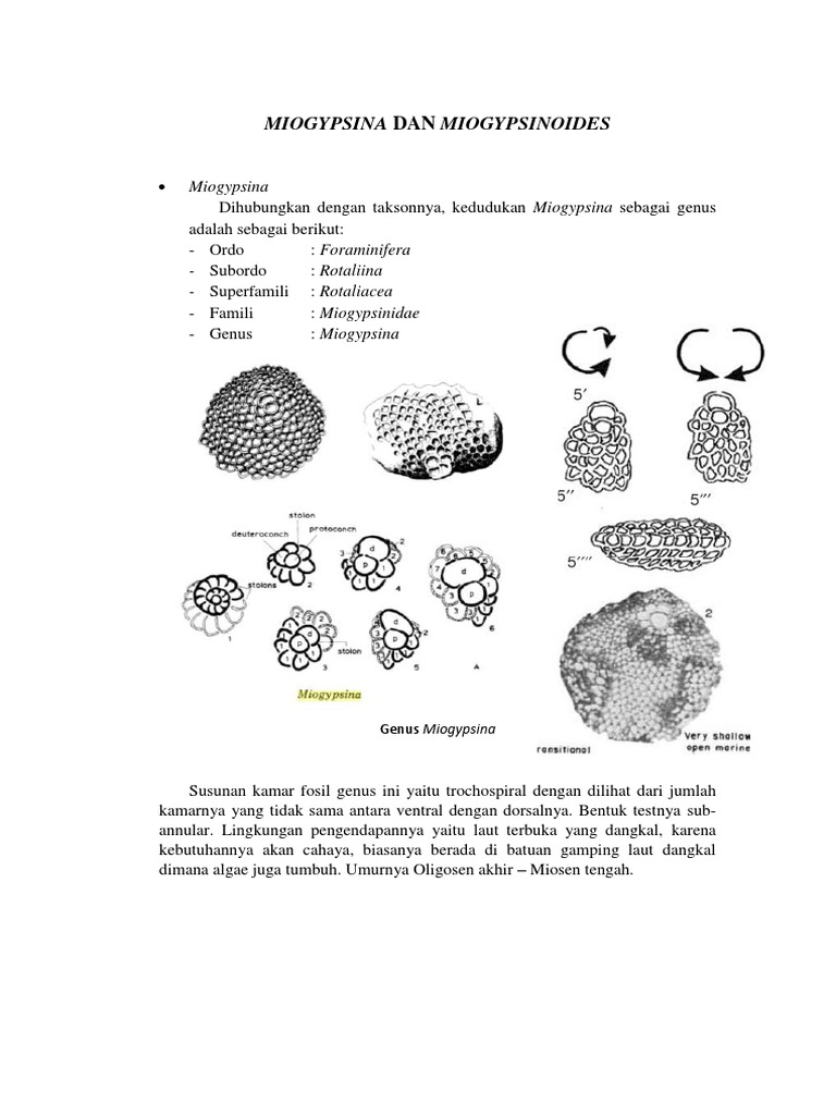 Taksonomi Genus Miogypsina dan Miogypsinoides | PDF | Griya & Taman ...