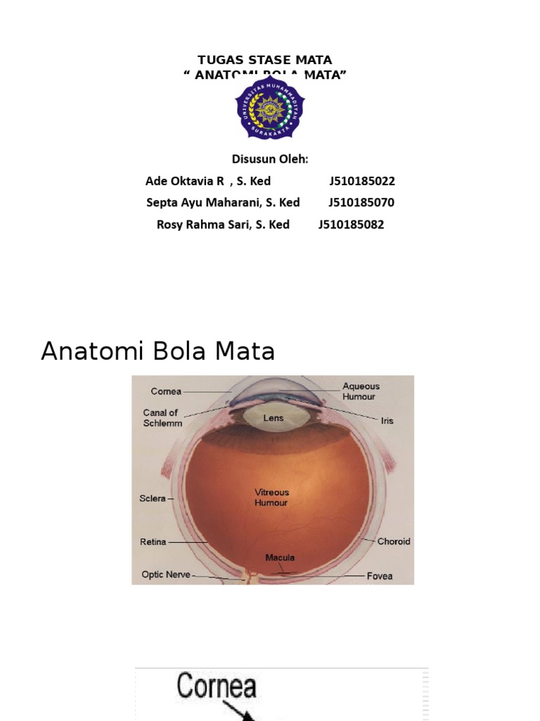 Anatomi Mata | PDF