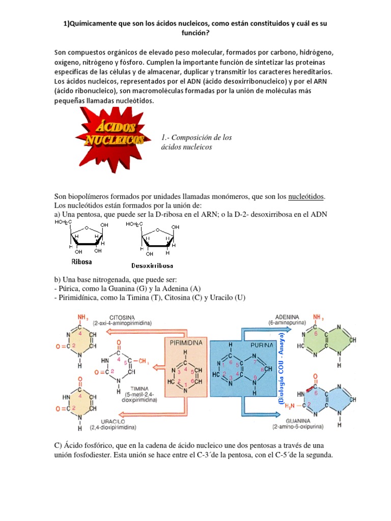 Practica 5 Extraccion de ADN | PDF | Ácidos nucleicos | Adn