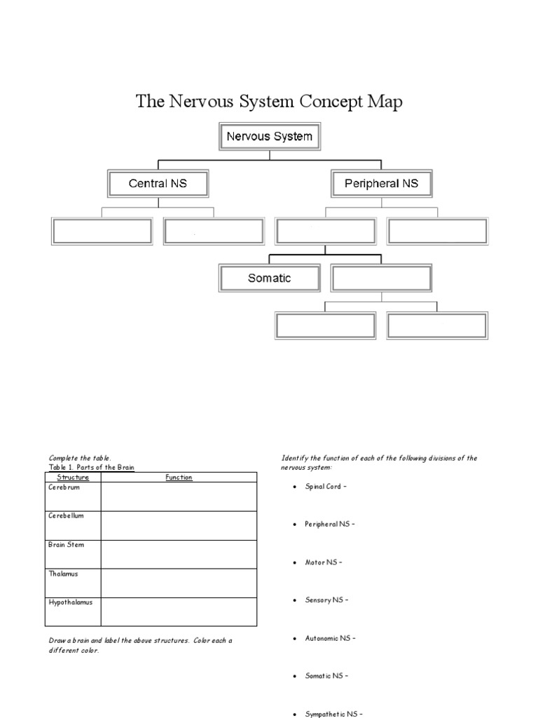 Nervous System Concept Map Solved Concept Map: Comparison Of Somatic