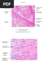 Presión Transmural en Vasos Pulmonares | PDF | Pulmón | Science