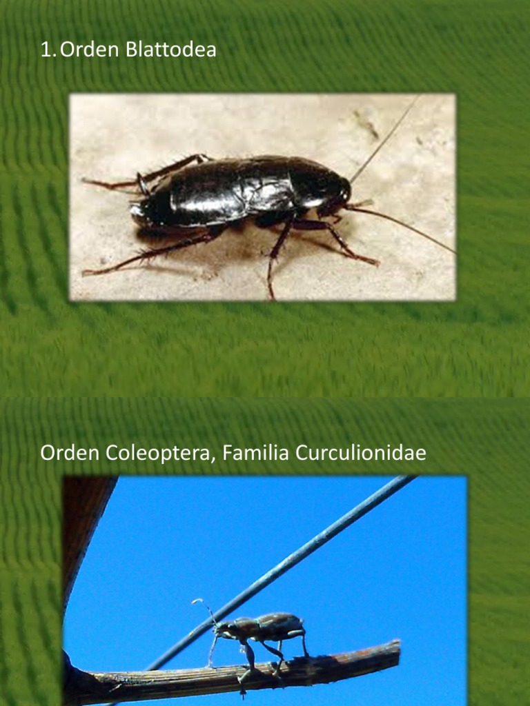 Familias de Insectos | Descargar gratis PDF | Hexapoda | Insectos