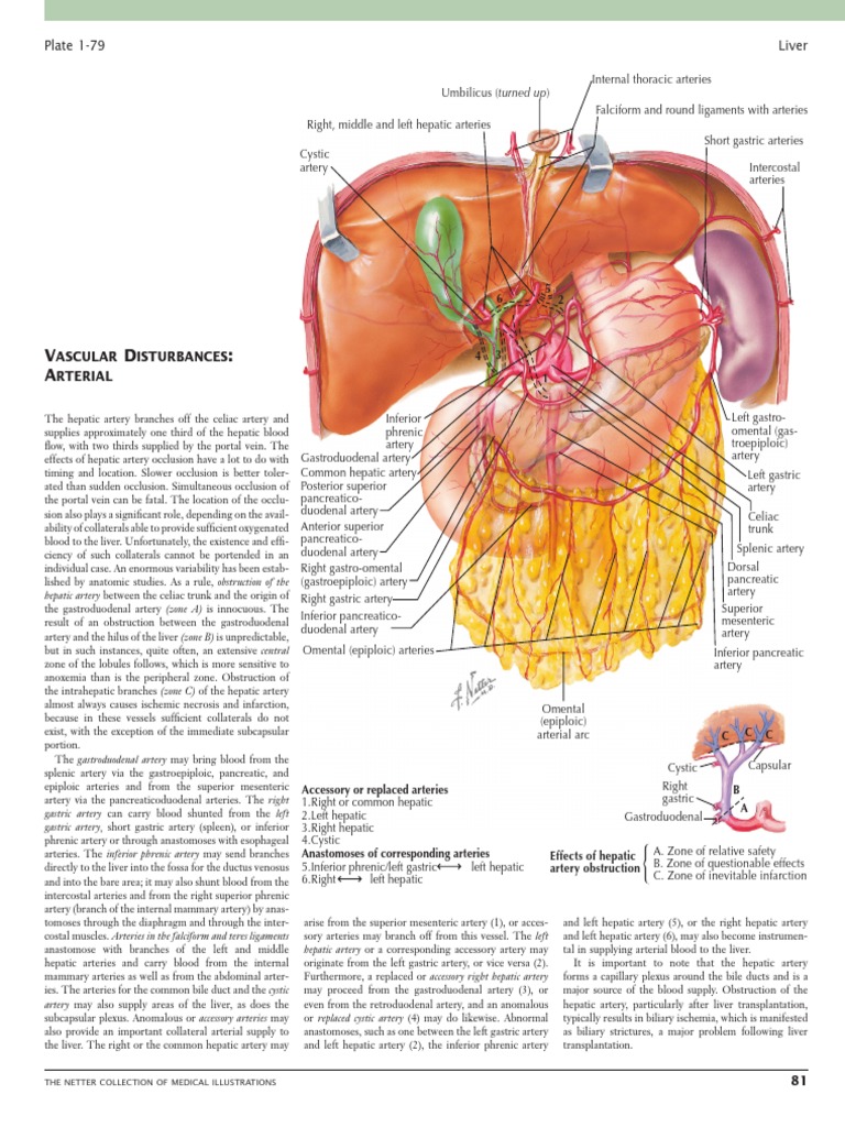 Celiac Artery Netter | PDF | Liver | Pancreas