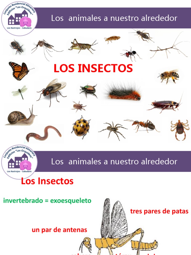 Los Insectos: Los animales a nuestro alrededor | Animales y humanos ...