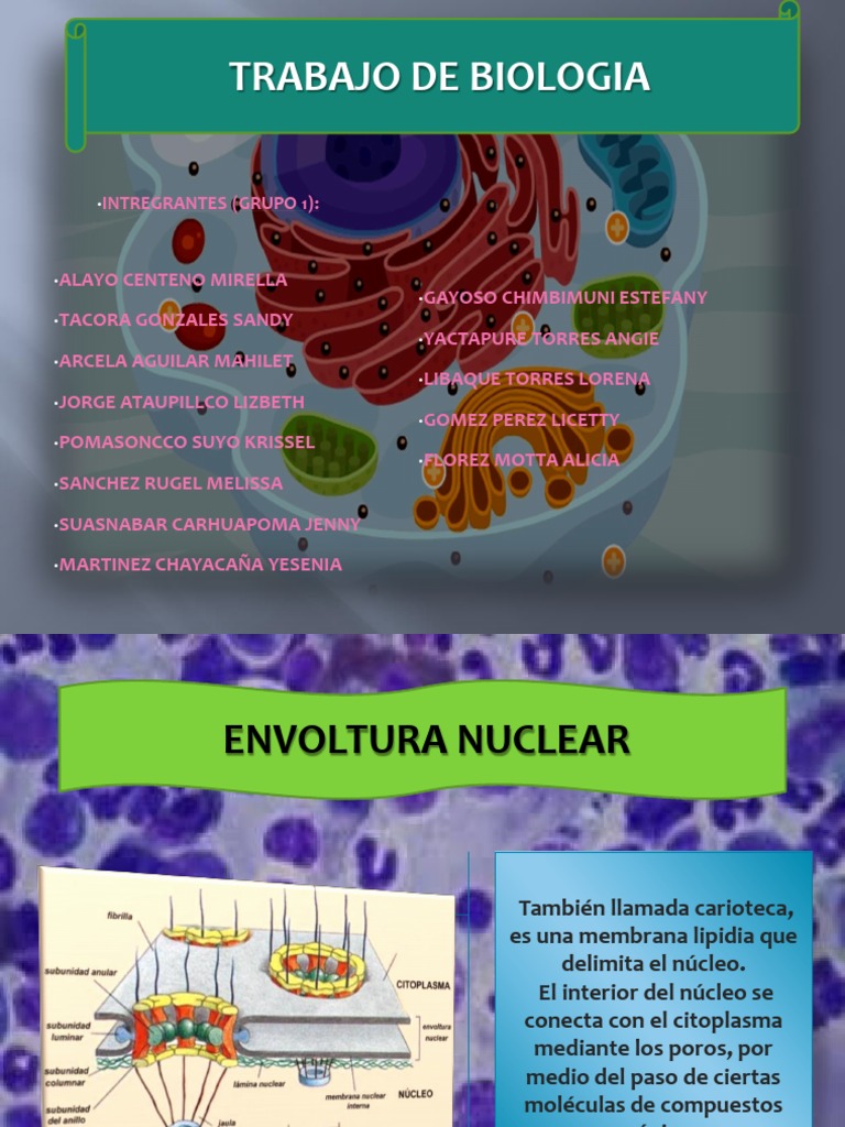 La envoltura nuclear en la célula | Membrana celular | Nucleo celular