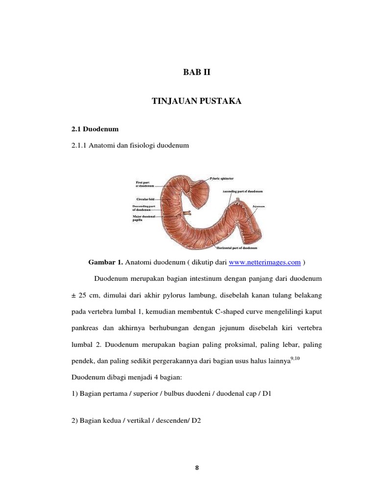 Duodenum PDF | PDF | Ilmu Sosial | Kesehatan Holistik